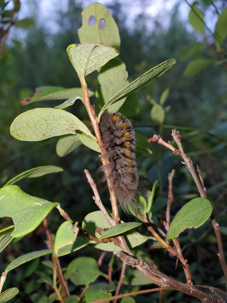 Ross' Tussock Moth from Two Rivers, AK 99712, USA on July 03, 2020 at ...