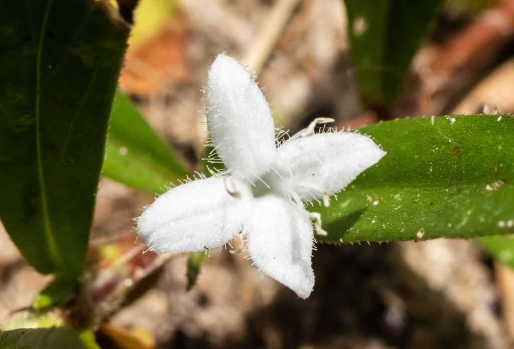 buttonweed from Santa Rosa County, FL, USA on July 12, 2020 at 01:58 PM ...