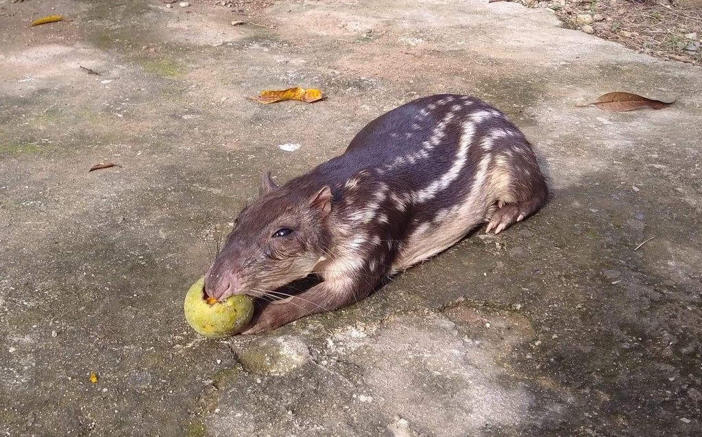 Spotted Paca from San Juan Mazatlán, Oaxaca, Mexico by Ezequiel ...
