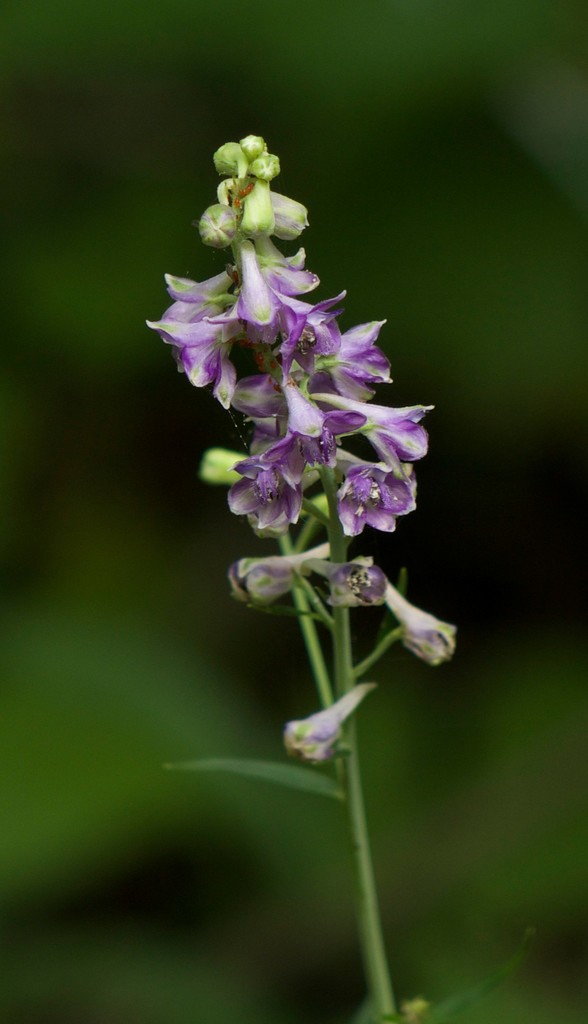 tall larkspur in July 2020 by jared_satchell. Blooming, 5 plants ...