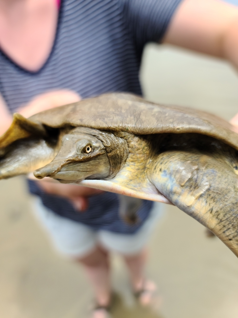 Midland Smooth Softshell Turtle in July 2020 by Nathan Gjelsness ...