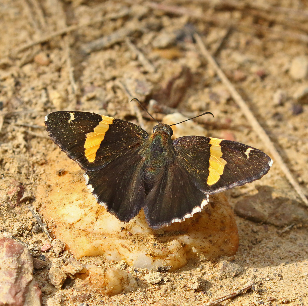 Golden Banded-Skipper from Cahaba River NWR, Bibb County, AL, USA on ...