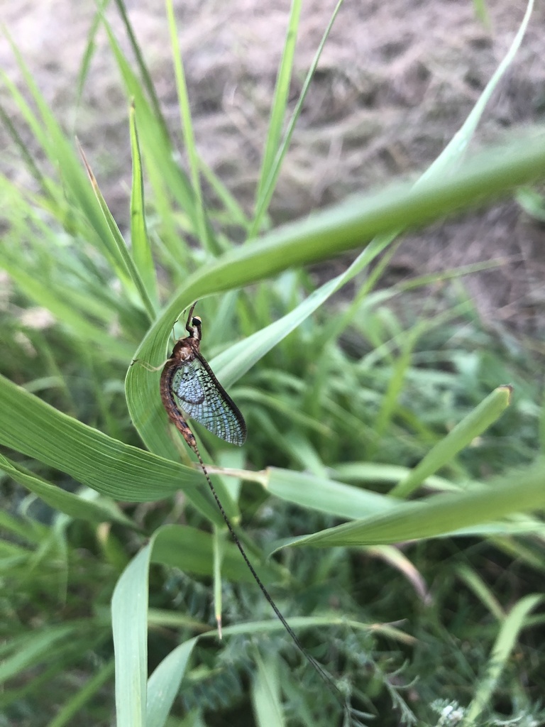 Giant Mayflies from Frieday St, Arnprior, ON, CA on July 12, 2020 at 08 ...