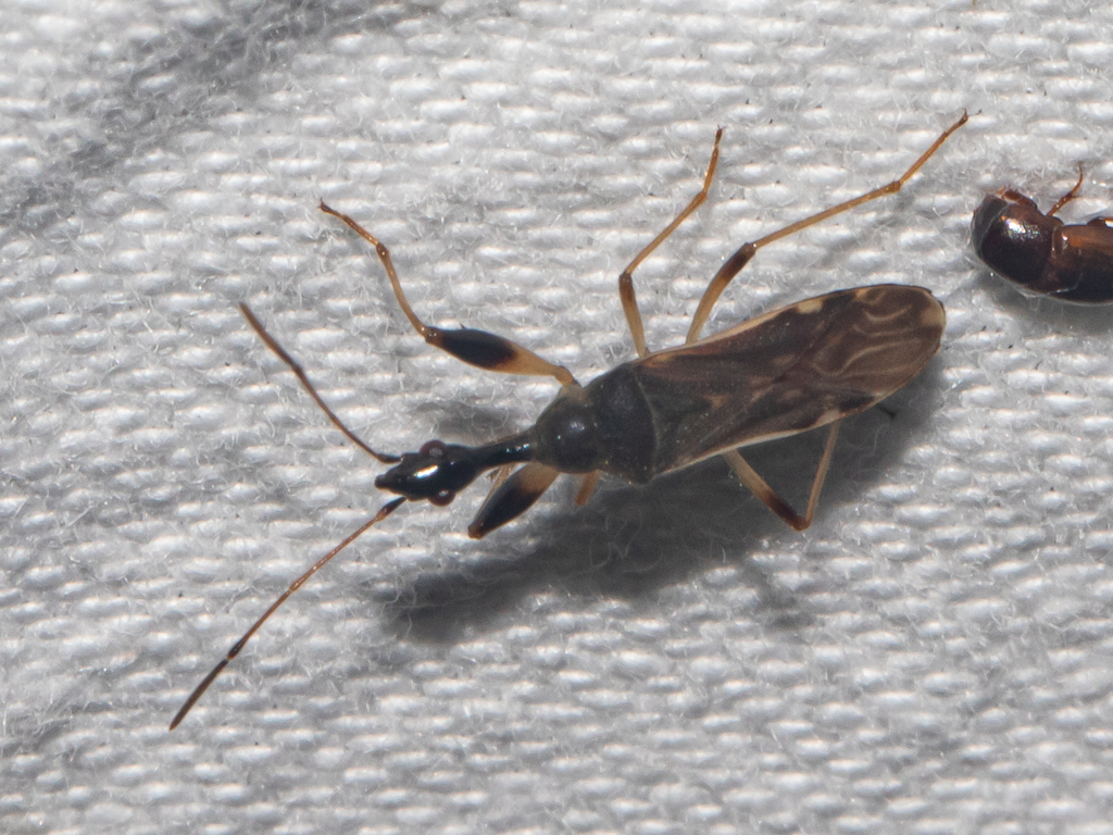 Long-necked Seed Bug from Howard, Maryland, United States on July 10 ...