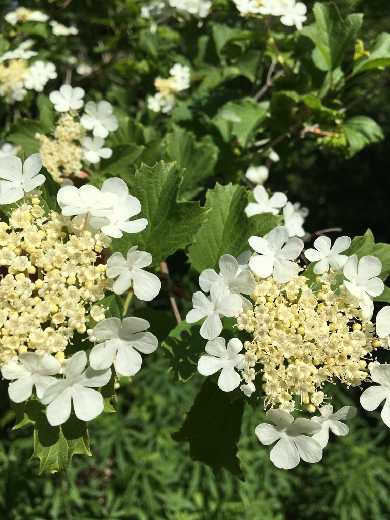 guelder-rose from Gatineau Park, Chelsea, QC, CA on June 16, 2020 at 11 ...