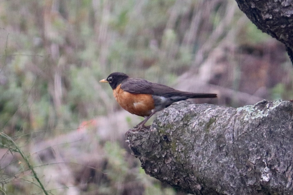 American Robin from Cerro Paula, Estado de México, México on July 09 ...