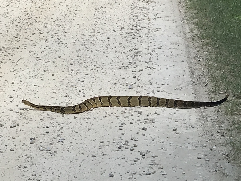 Timber Rattlesnake in July 2020 by Steph DeMay · iNaturalist