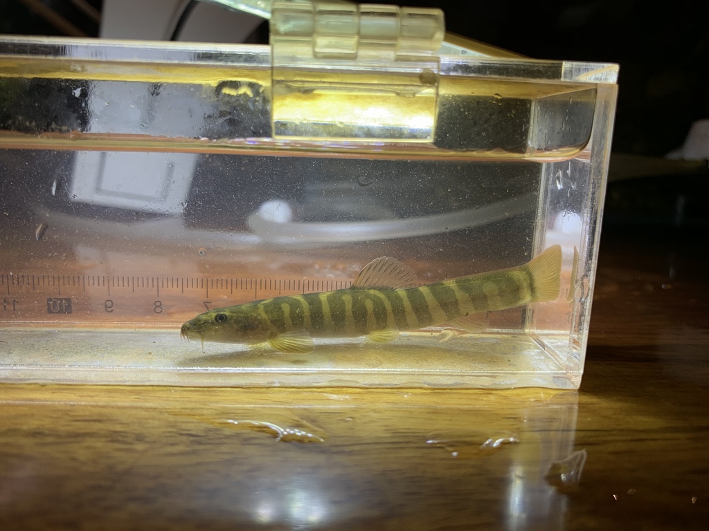 Homatula nanpanjiangensis from 会泽县, 曲靖市, 云南省, CN on June 26, 2020 at 09 ...