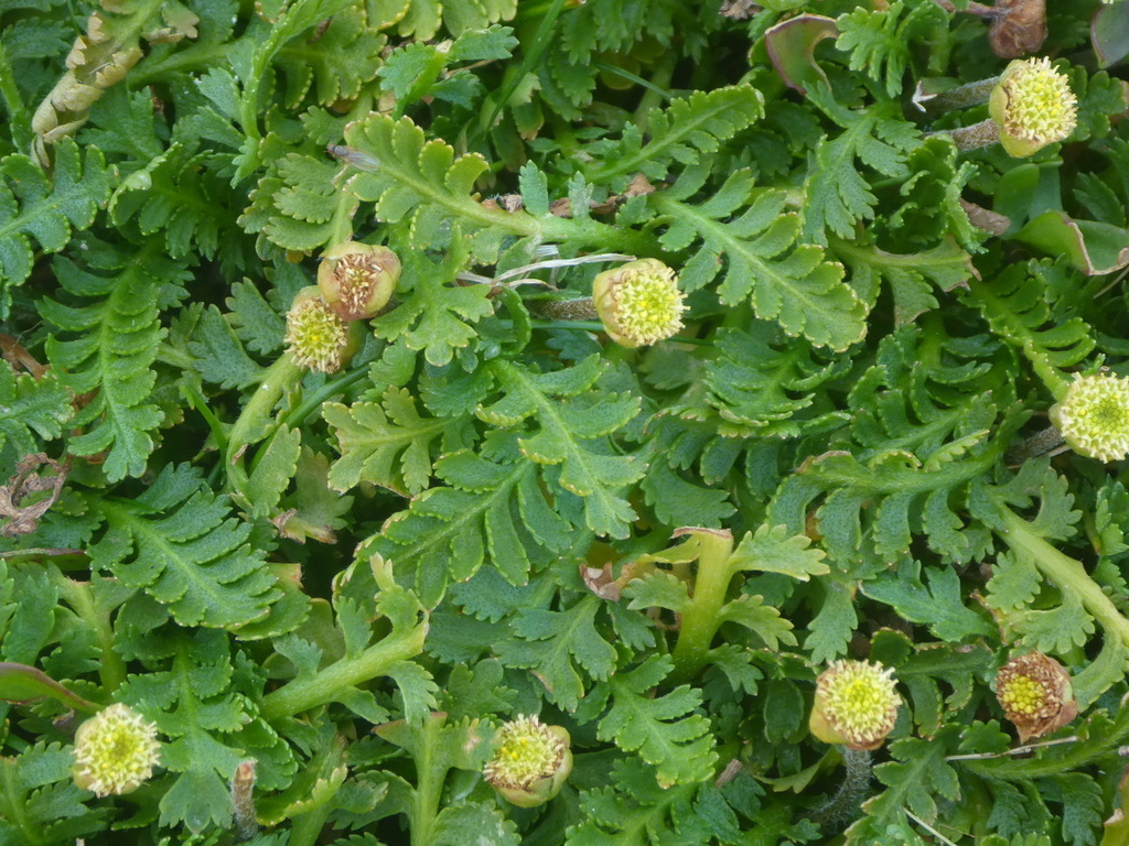 buttonweed (Hummock Island Flora) · iNaturalist