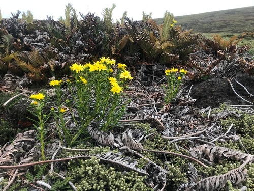 Falklands smooth ragwort (Hummock Island Flora) · iNaturalist
