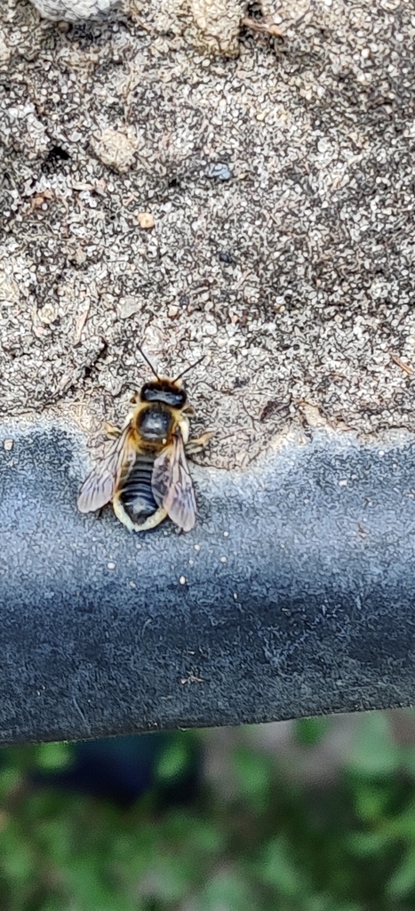 hairy-footed leafcutter bee from 4640 Faxe, Danmark on July 13, 2020 at ...