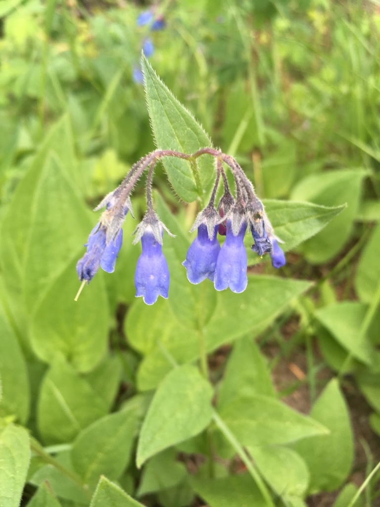 Tall Bluebell from Stikine, CA-BC, CA on June 12, 2017 at 06:14 PM by ...