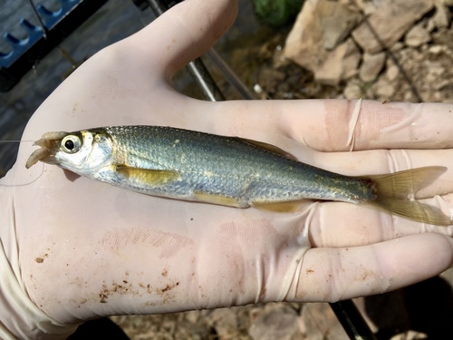 Alburnus sava · iNaturalist