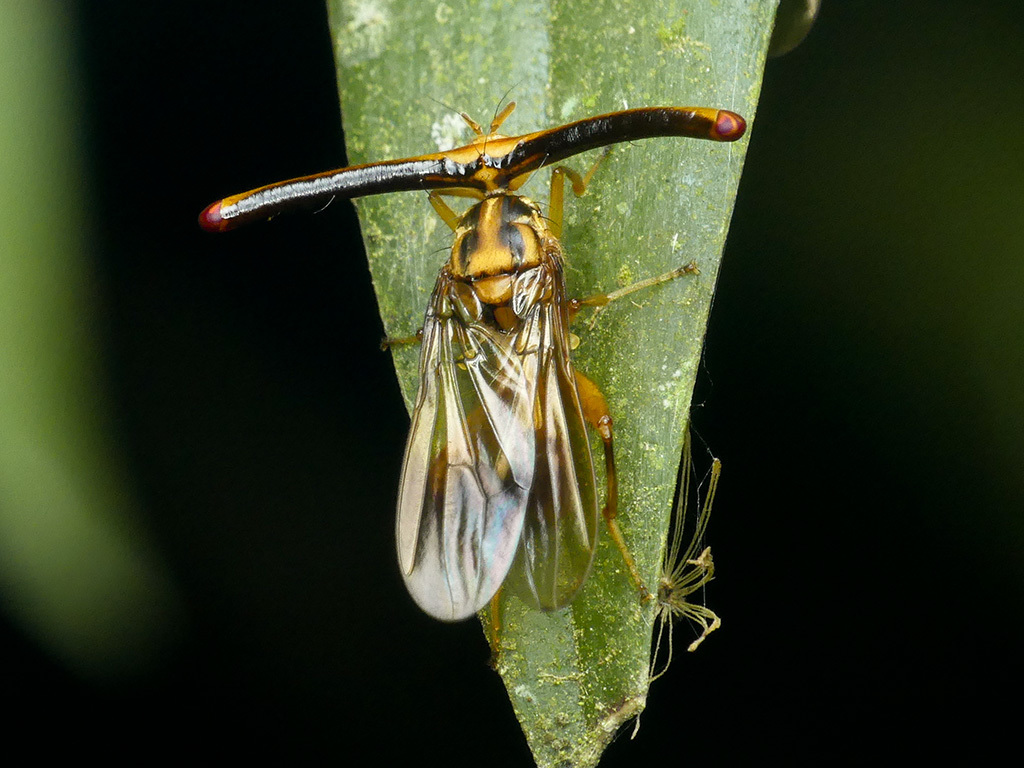 Richardia chocoensis from Mindo, Provincia de Pichincha, Ecuador on ...
