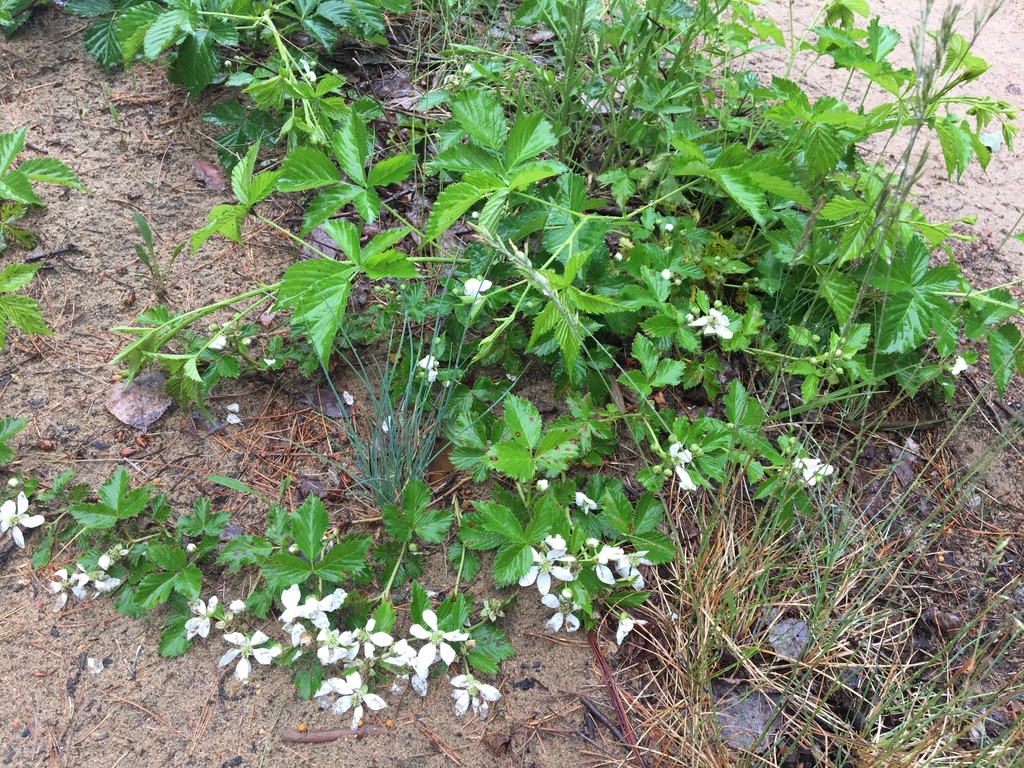 Common Dewberry in June 2017 by Peter Burke · iNaturalist