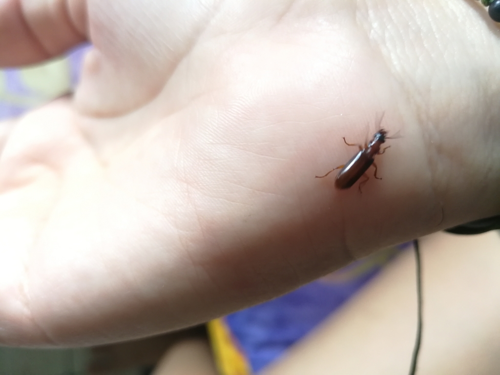 Ozaenini from El Hujal on July 10, 2020 at 04:06 PM by Itzamara Gemes ...