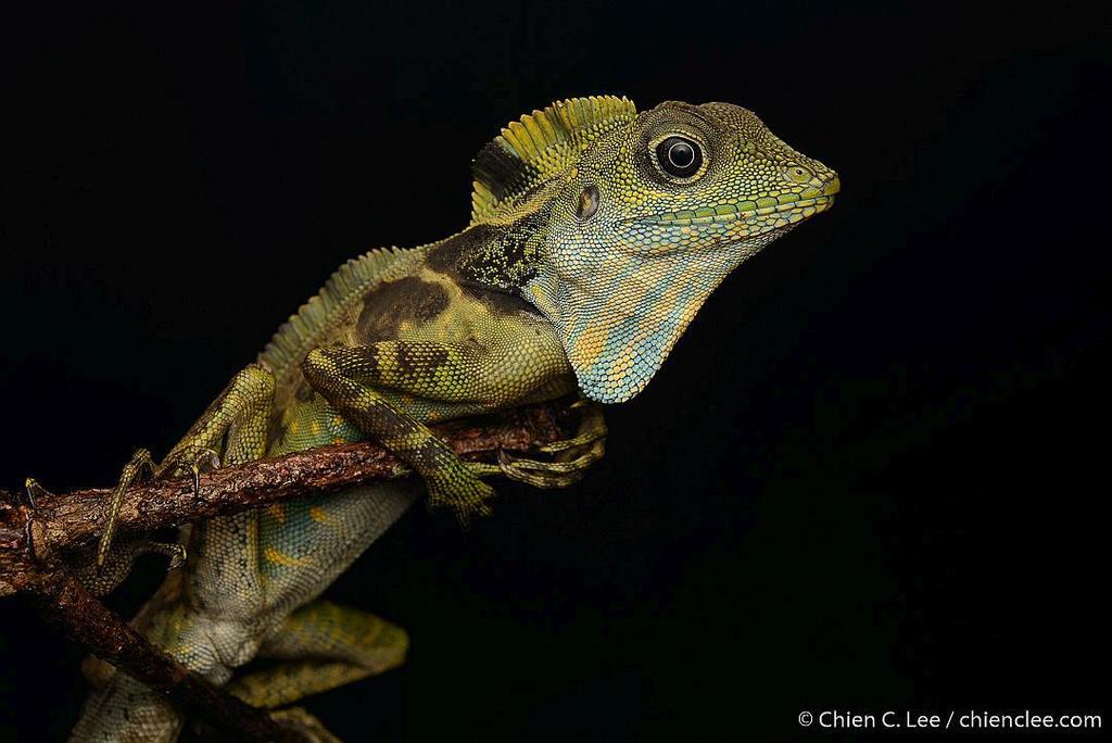 Malayan Crested Lizard from Kapit, Sarawak, Malaysia on November 25 ...