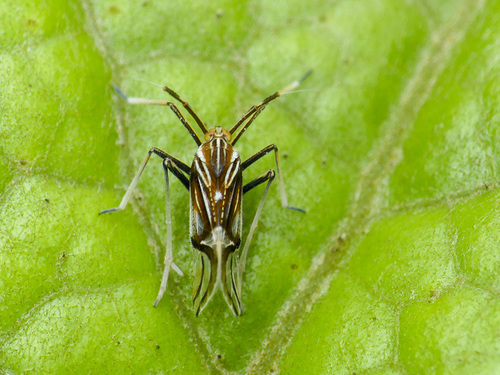 Genus Sparnia · iNaturalist