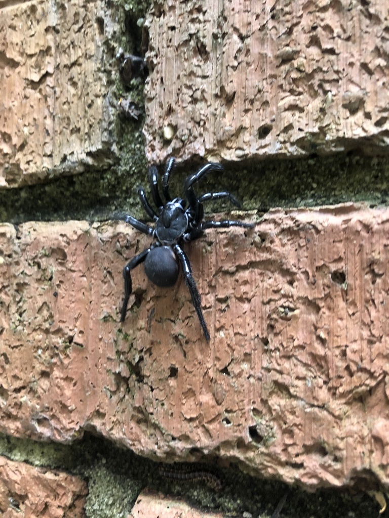 Ummidia from Hunting Creek Dr, Lugoff, SC, US on July 13, 2020 at 08:35 ...