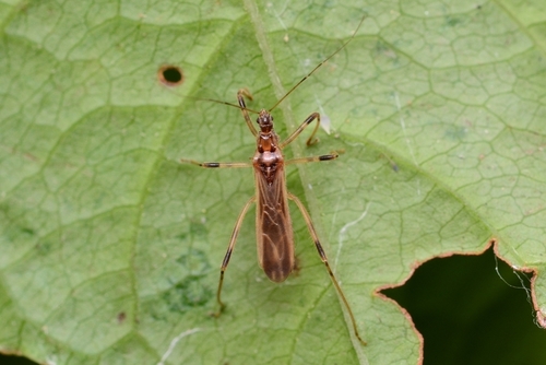 Polytoxus annulipes · iNaturalist