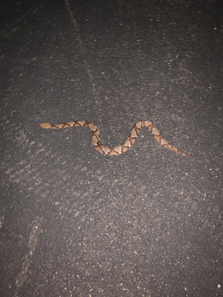 Eastern Copperhead from Sterdley Falls Terr, Sterling, VA, US on July ...