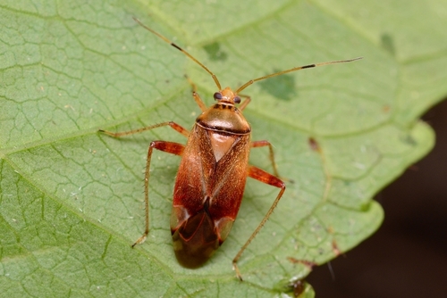 Castanopsides potanini · iNaturalist