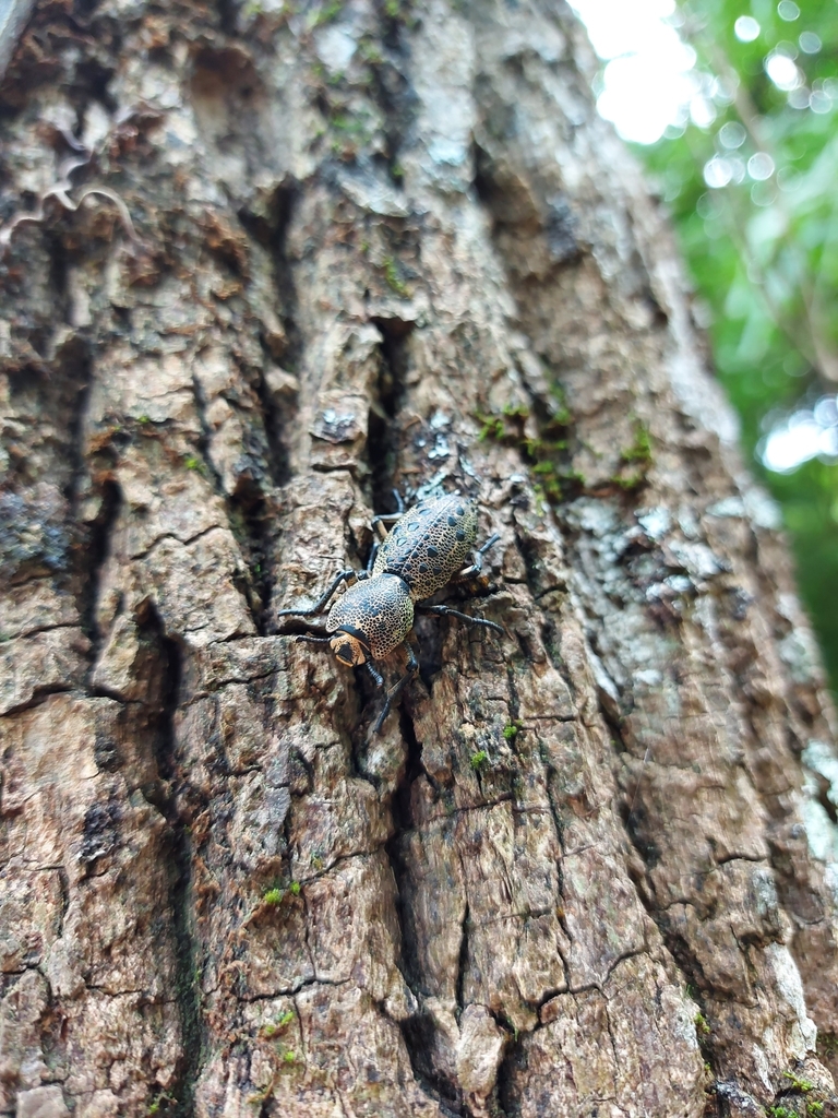 Zopherus from Mora, CR-SJ, CR on July 12, 2020 at 11:00 AM by Didier ...