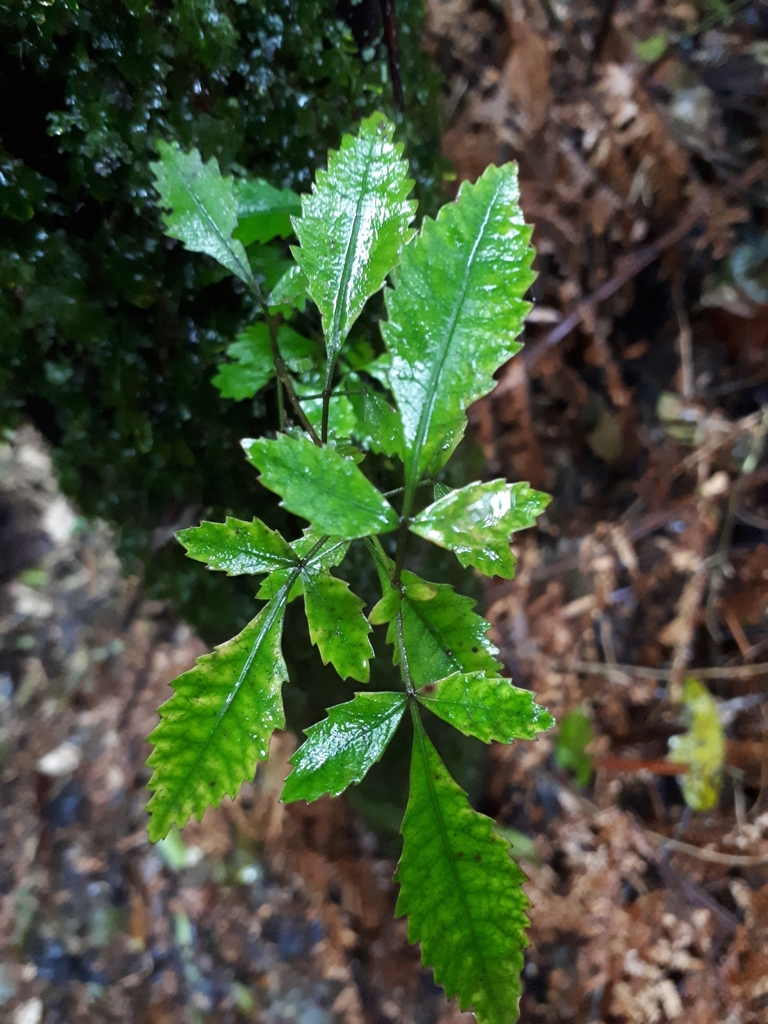 Kamahi from Mangakino 3492, New Zealand on July 14, 2020 at 01:46 PM by ...