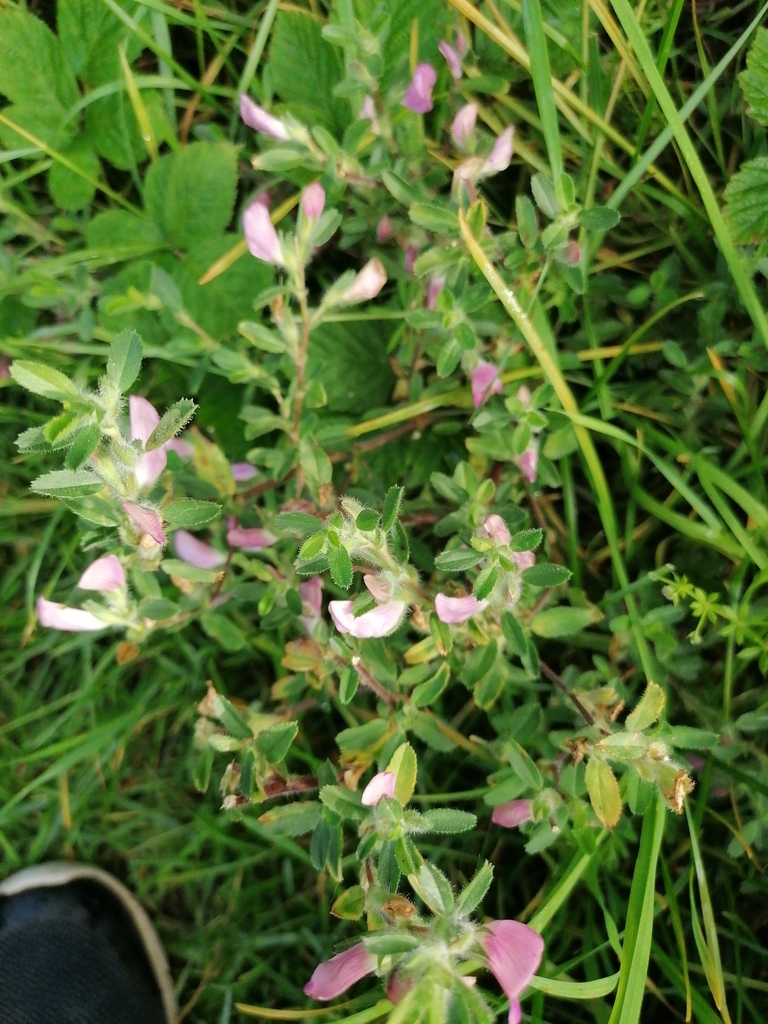 common restharrow from Seamer, Scarborough, UK on July 14, 2020 at 08: ...
