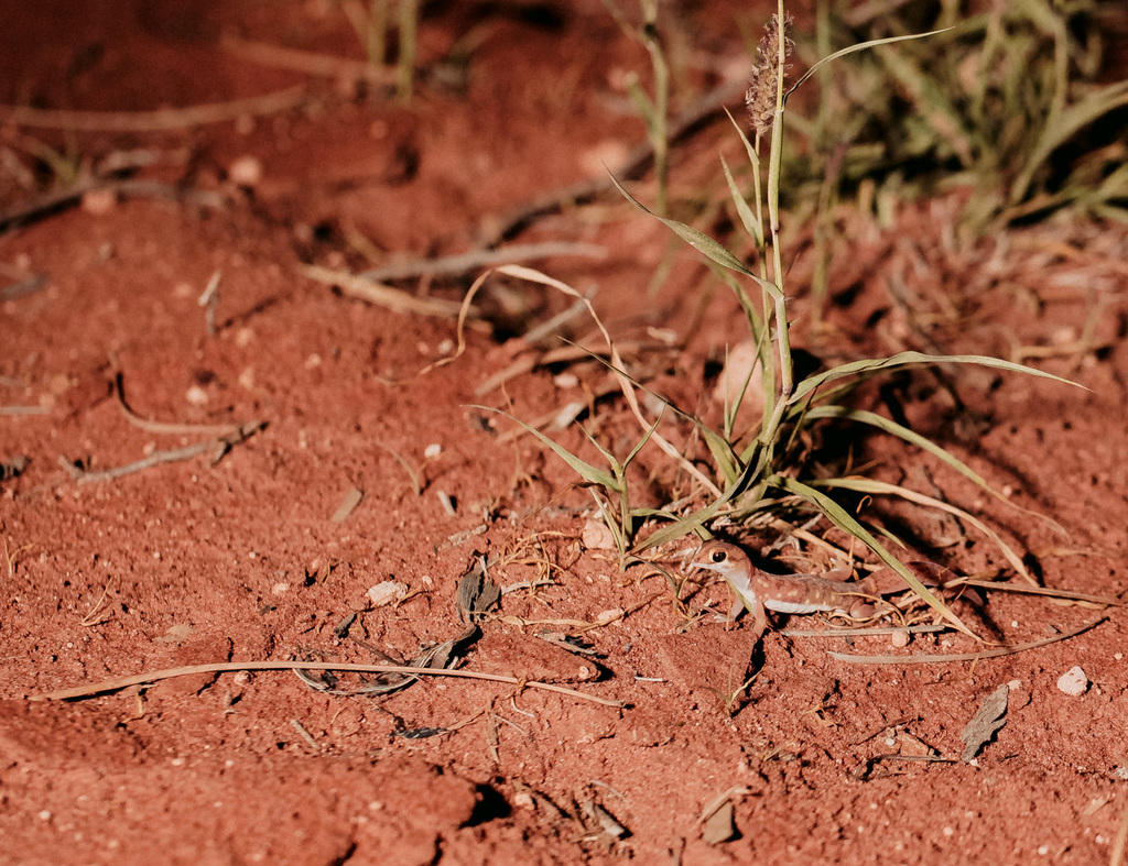 Western Beaked Gecko from 1 Burkett Rd, Exmouth Gulf WA 6707, Australia ...