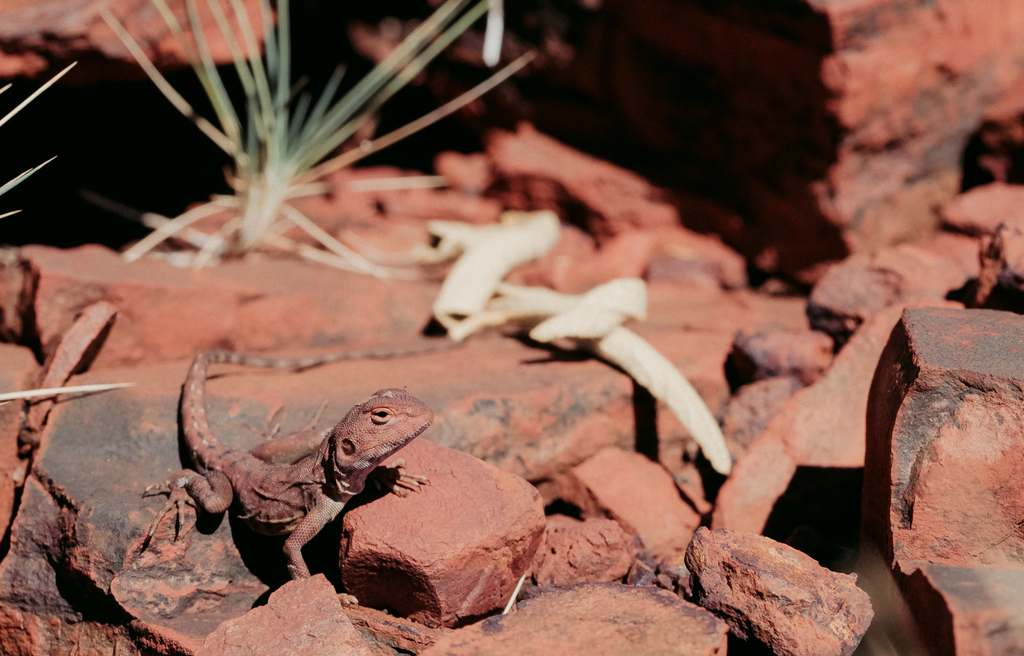 Western Ring-tailed Dragon from Karijini WA 6751, Australia on July 11 ...