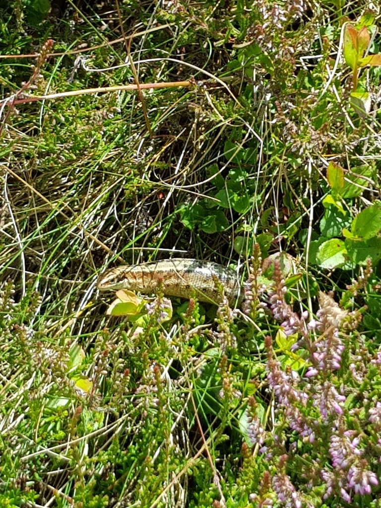 Viviparous Lizard from Ilkley LS29 8BT, UK on July 12, 2020 at 01:00 PM ...