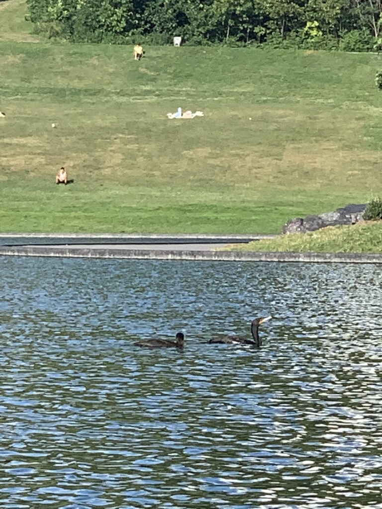 Double-crested Cormorant from Lac aux Castors, Montréal, QC, CA on July ...