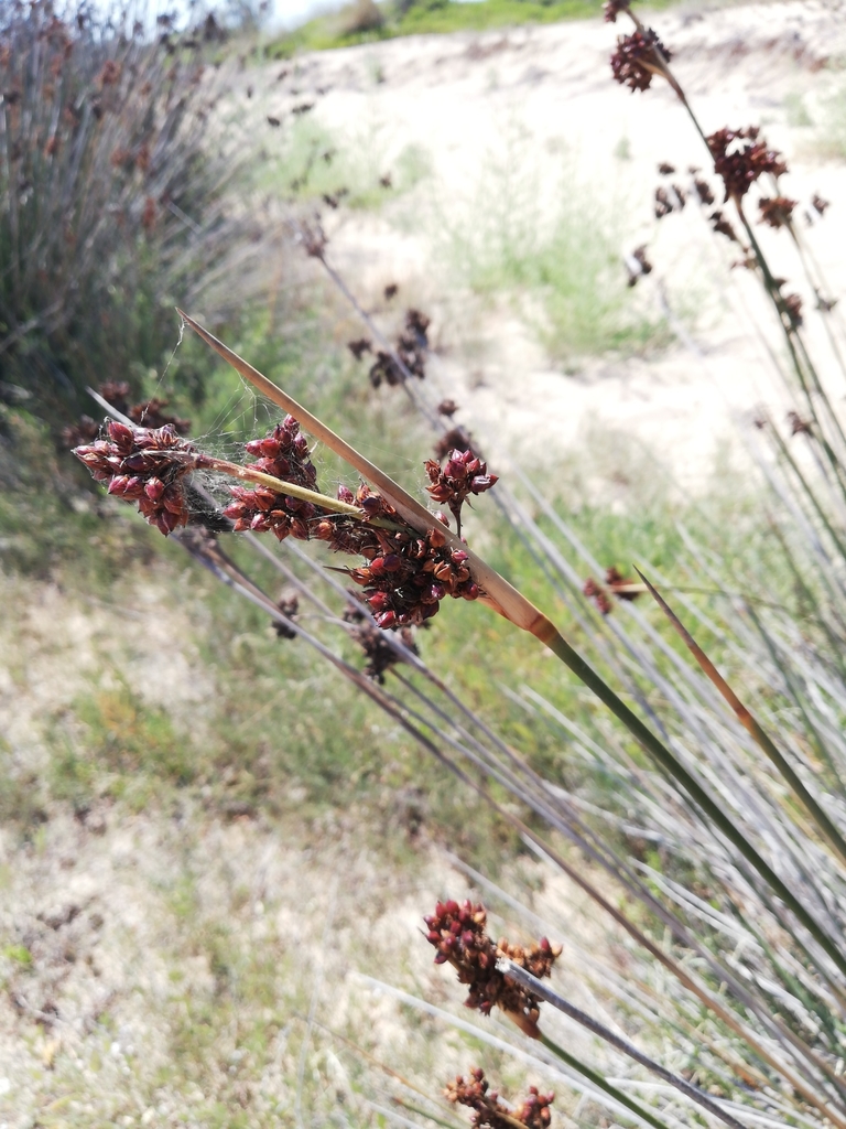 spiny rush from 73050 Salve, Lecce, Italien on July 14, 2020 at 01:14 ...