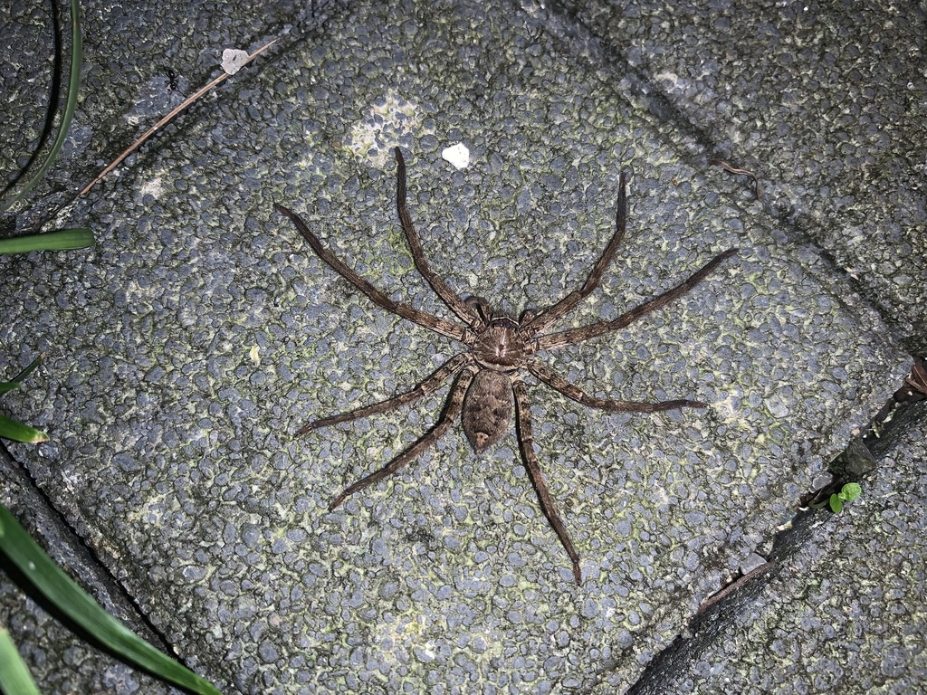 Pantropical Huntsman Spider from Kangning Road, Chongqing, CN on 14 ...