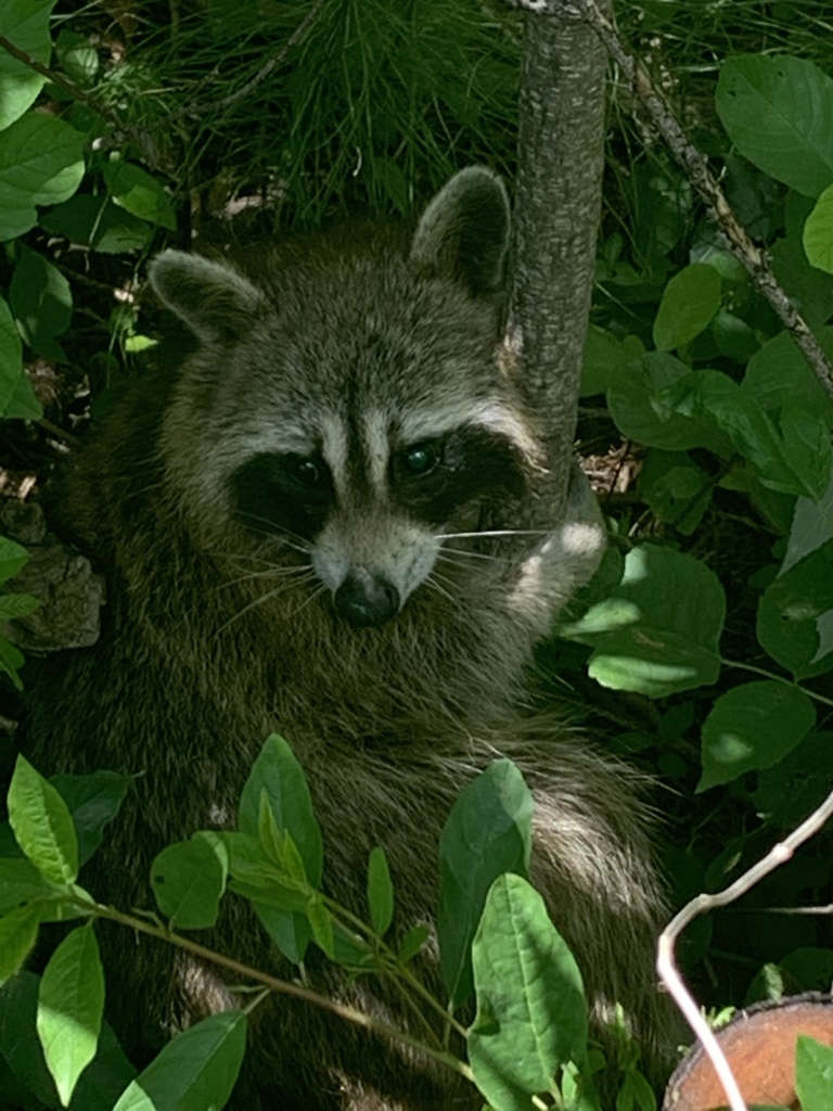Common Raccoon from Richardson Side Rd, Ottawa, ON, CA on July 14, 2020 ...