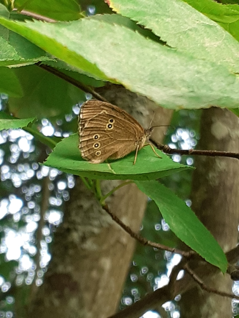 Ringlet from 147 53 Tumba, Sweden on July 14, 2020 at 04:14 PM by Maria ...