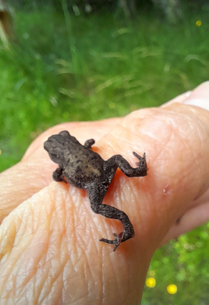 European Toad from Nethy Bridge PH25 3HA, UK on July 14, 2020 at 01:58 ...