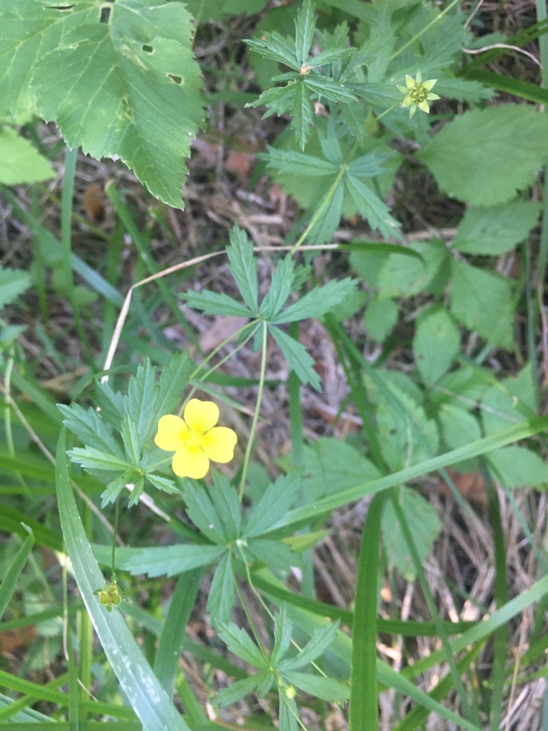Tormentil from Березовский, Свердловская область, RU on July 14, 2020 ...