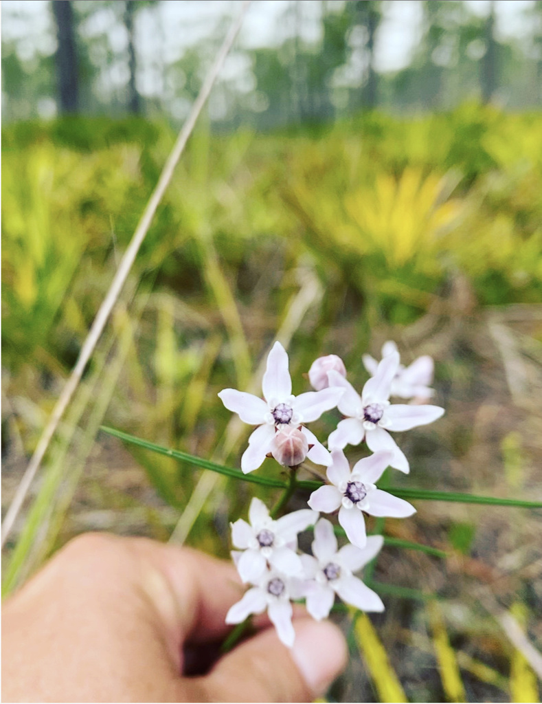 Florida milkweed from Saint Cloud, FL, US on July 14, 2020 at 01:21 PM ...
