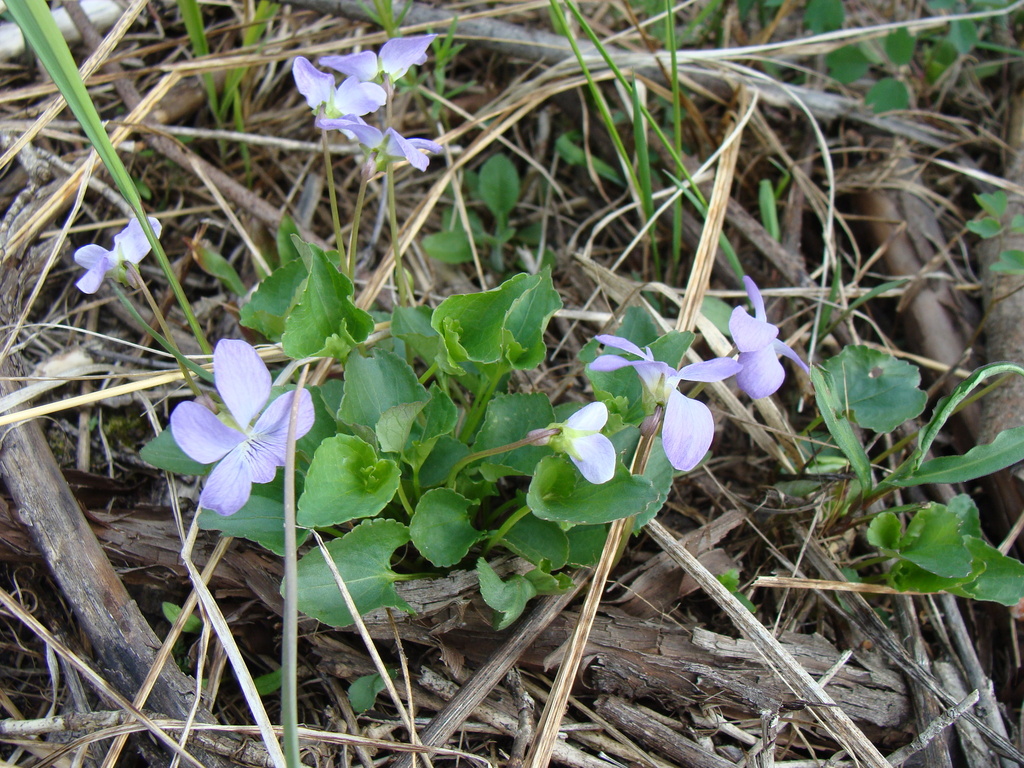 Le Conte's Violet (Viola affinis) - Botanical Realm