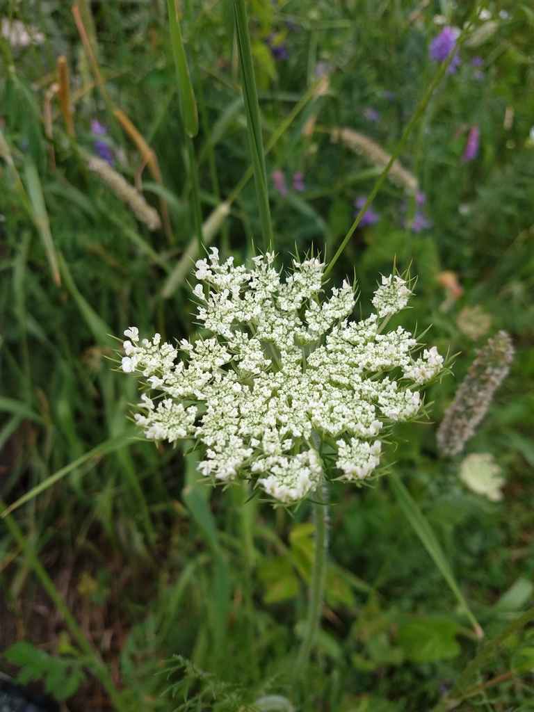 wild carrot from Union Road, PE C0A, Canada on July 14, 2020 at 03:05 ...