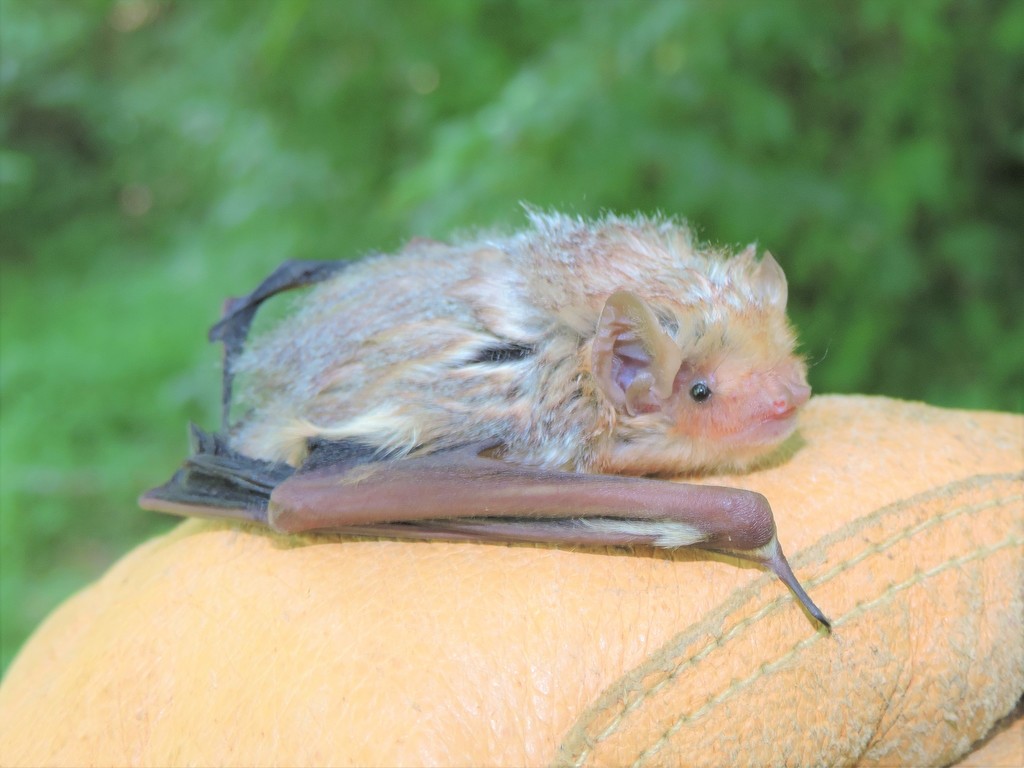 Eastern Red Bat from Sullivan County, TN, USA on July 13, 2020 at 01:07 ...
