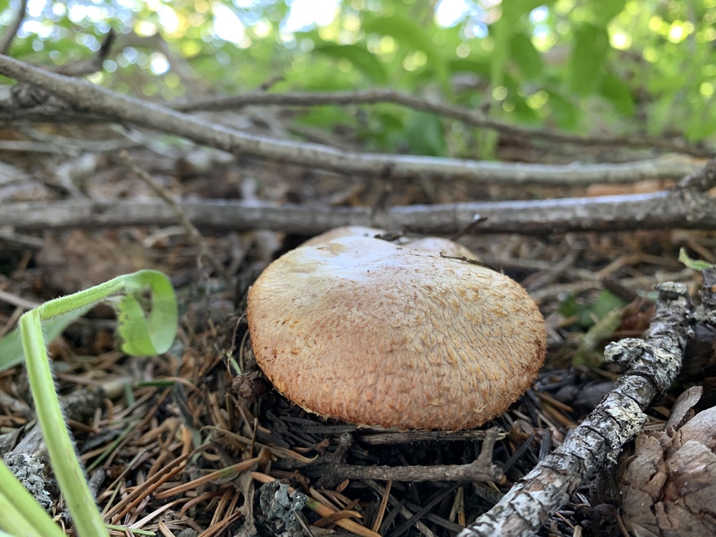 Western Painted Suillus from Boise National Forest, Boise, ID, US on ...
