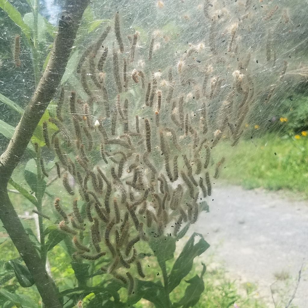 Fall Webworm Moth from Conway, AR, USA on July 14, 2020 at 02:01 PM by ...