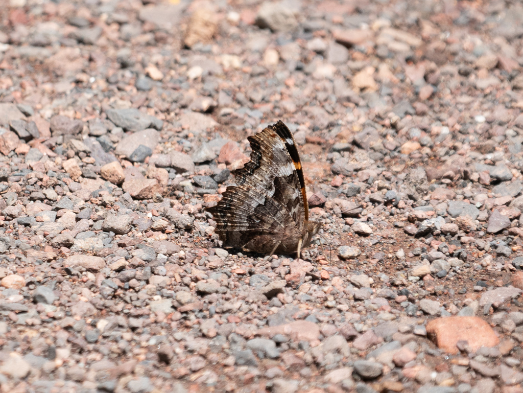 Nymphalis l-album j-album from CJ Ramstad Trail, Lutsen, MN 55612, USA ...