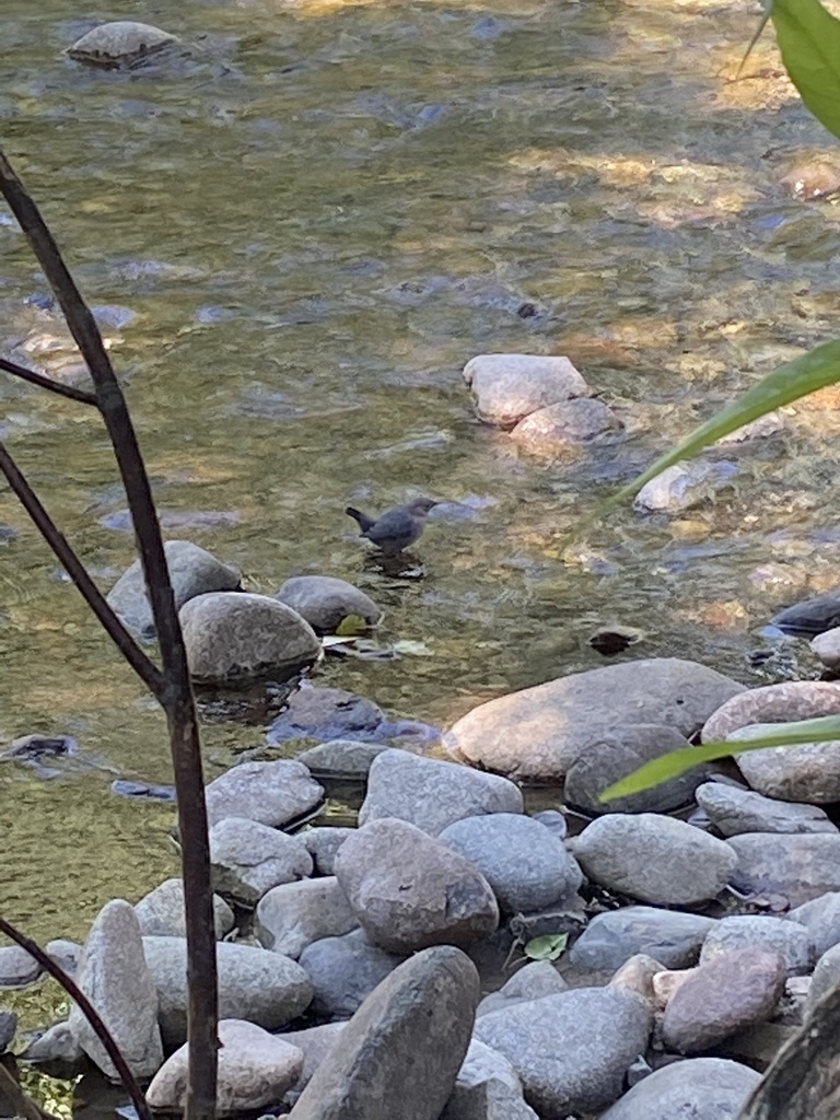 American Dipper from Saddle Rd, Ketchum, ID, US on July 14, 2020 at 02: ...