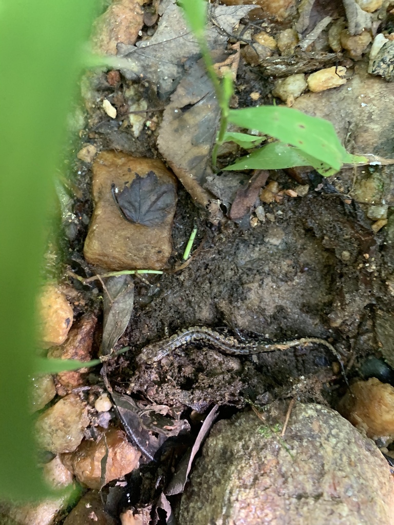 Blue Ridge Dusky Salamander from Nursery Rd, Laurel Fork, VA, US on ...
