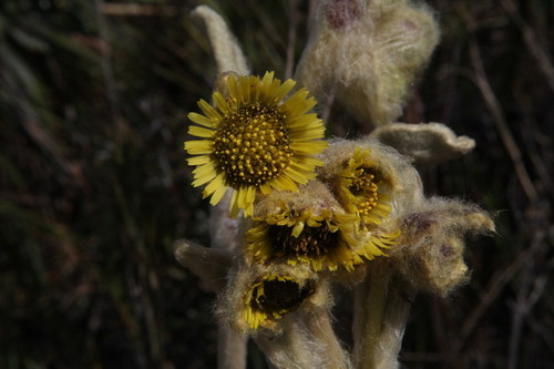 Espeletia brassicoidea · iNaturalist