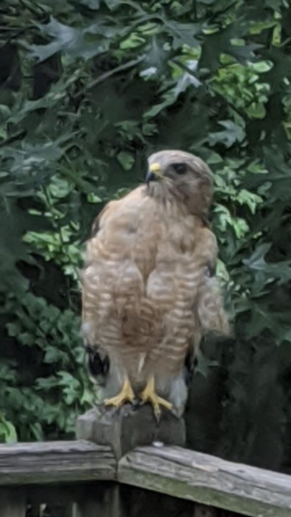 Red-shouldered Hawk from Waterman Rd, Canton, MA, US on July 14, 2020 ...